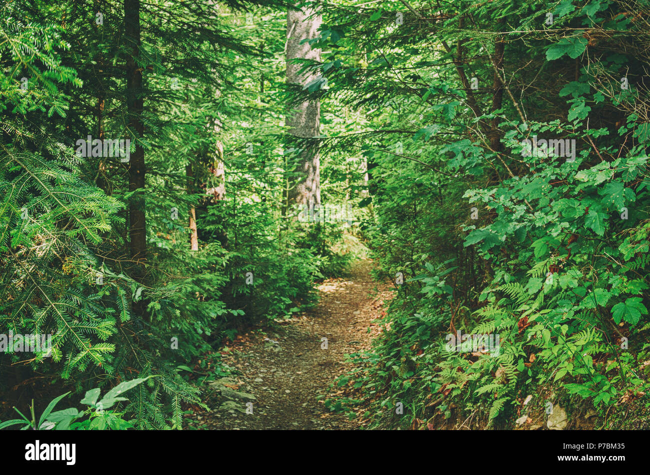 Summer green forest Stock Photo - Alamy