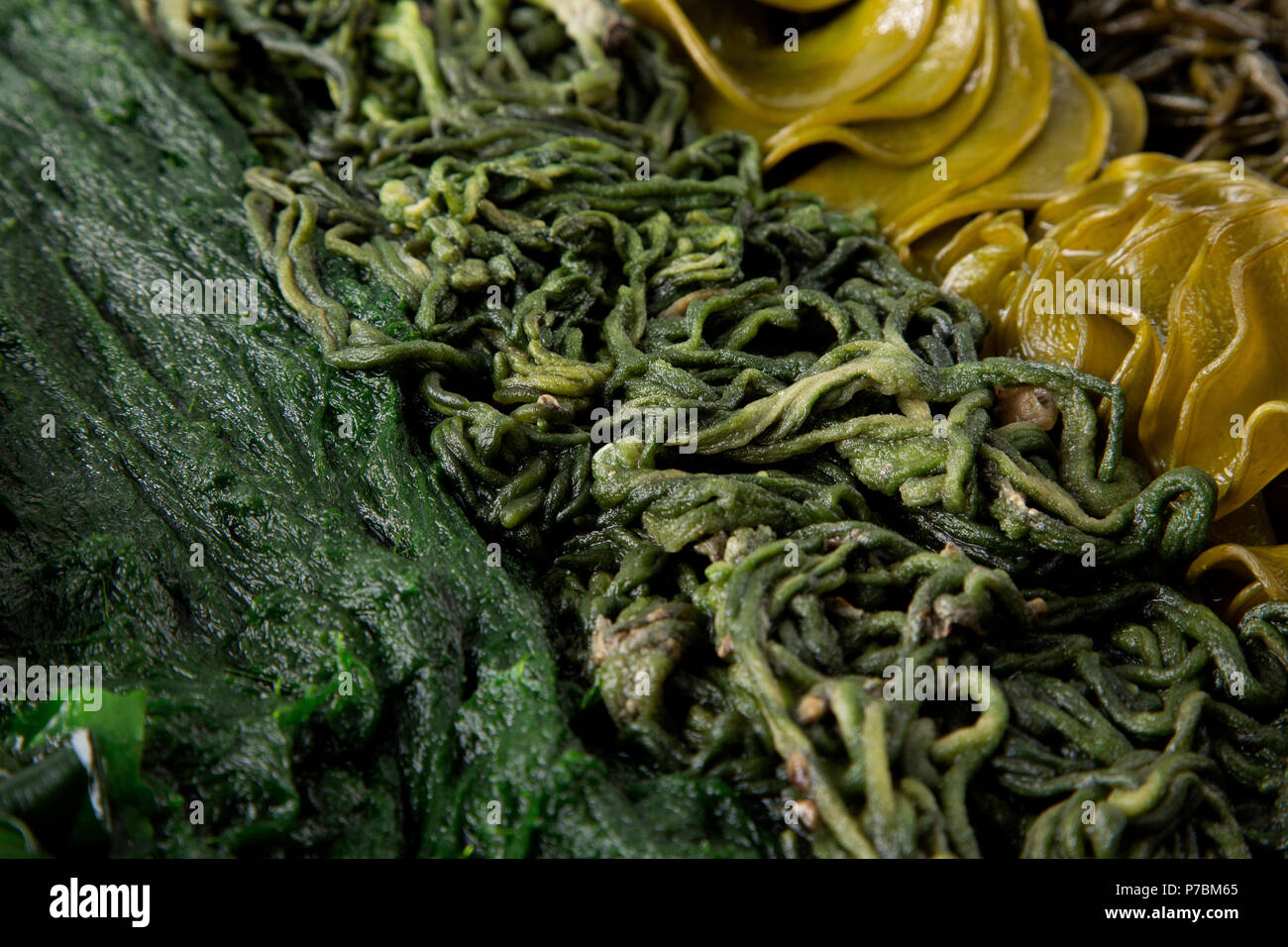 Object photos - seaweed, its rich in vitamins, minerals, and fiber. 149 ...