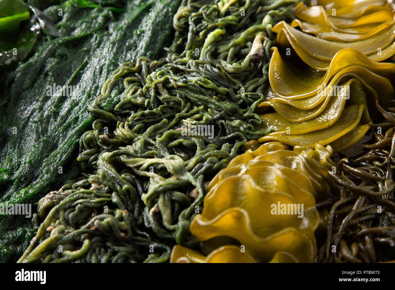 Object photos - seaweed, its rich in vitamins, minerals, and fiber. 148 ...