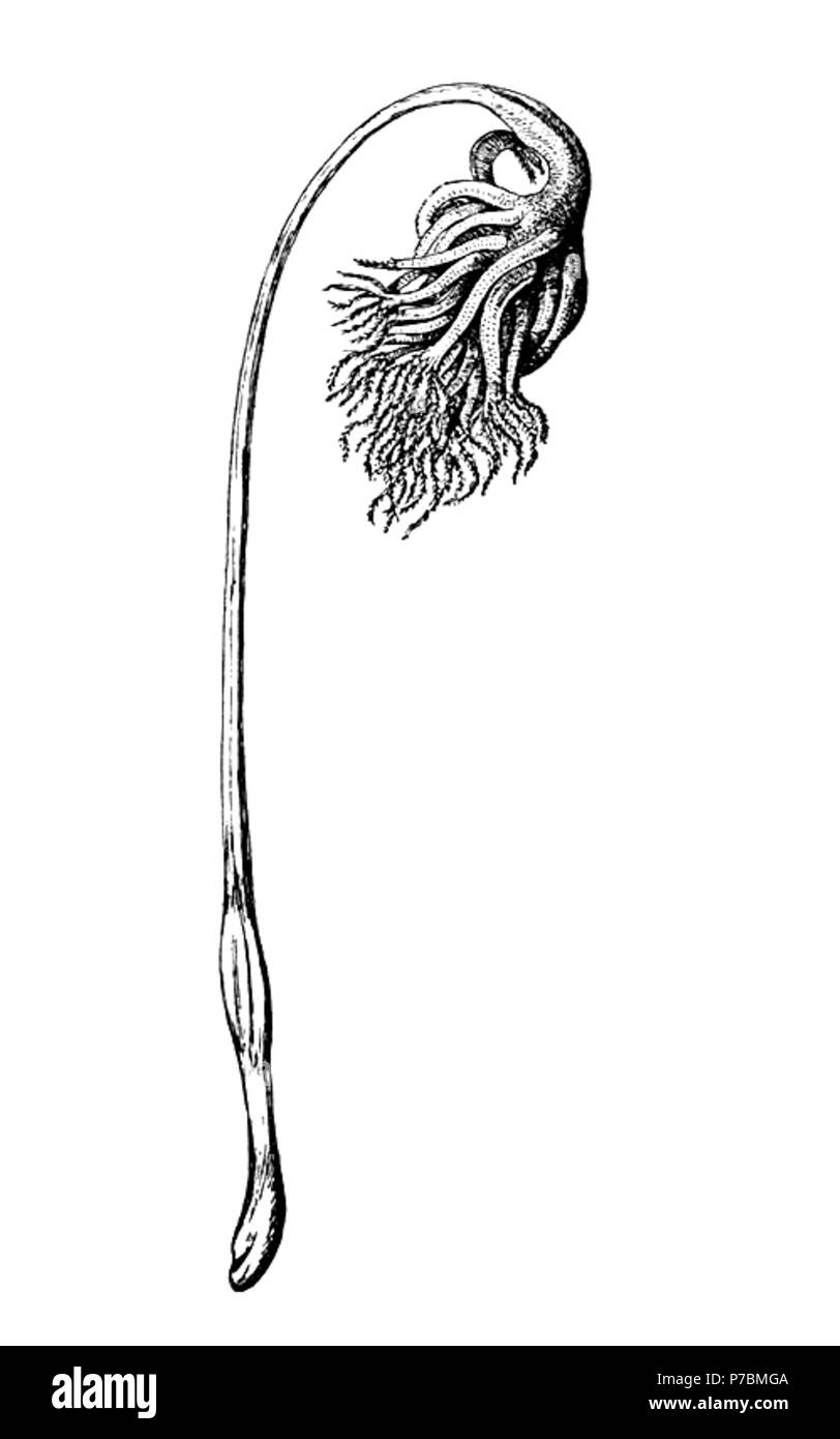 Encrinus hi-res stock photography and images - Alamy