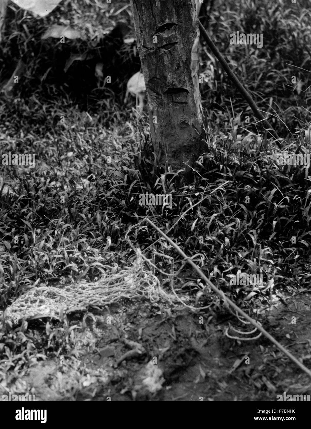 172 Nätliknande snara för bältor. Prov. Veraguas, Panamá. Veraguas ...