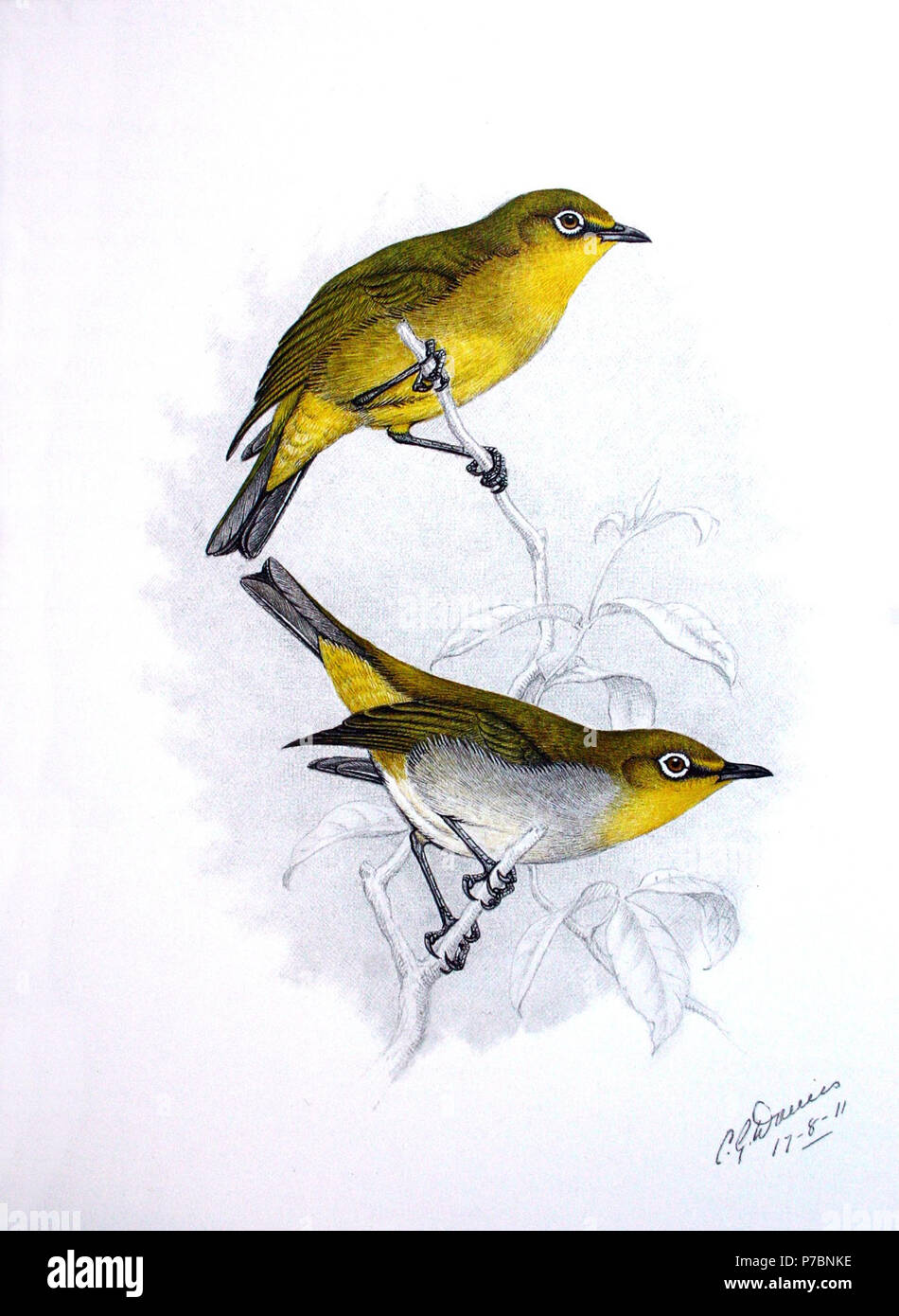 Cape White-eye (Zosterops pallidus) . 17 August 1911 85 Zosterops ...