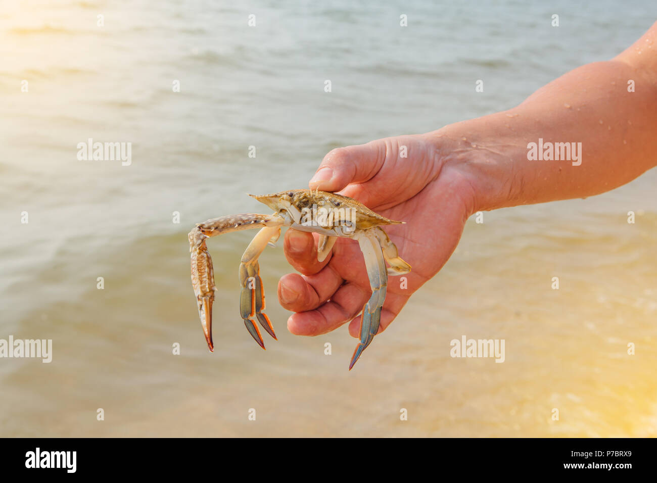 Hand holding crab creature hi-res stock photography and images - Alamy