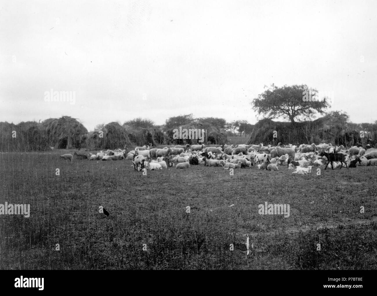 125 Får och getter i indianby. Gran Chaco, Rio Pilcomayo. Bolivia ...