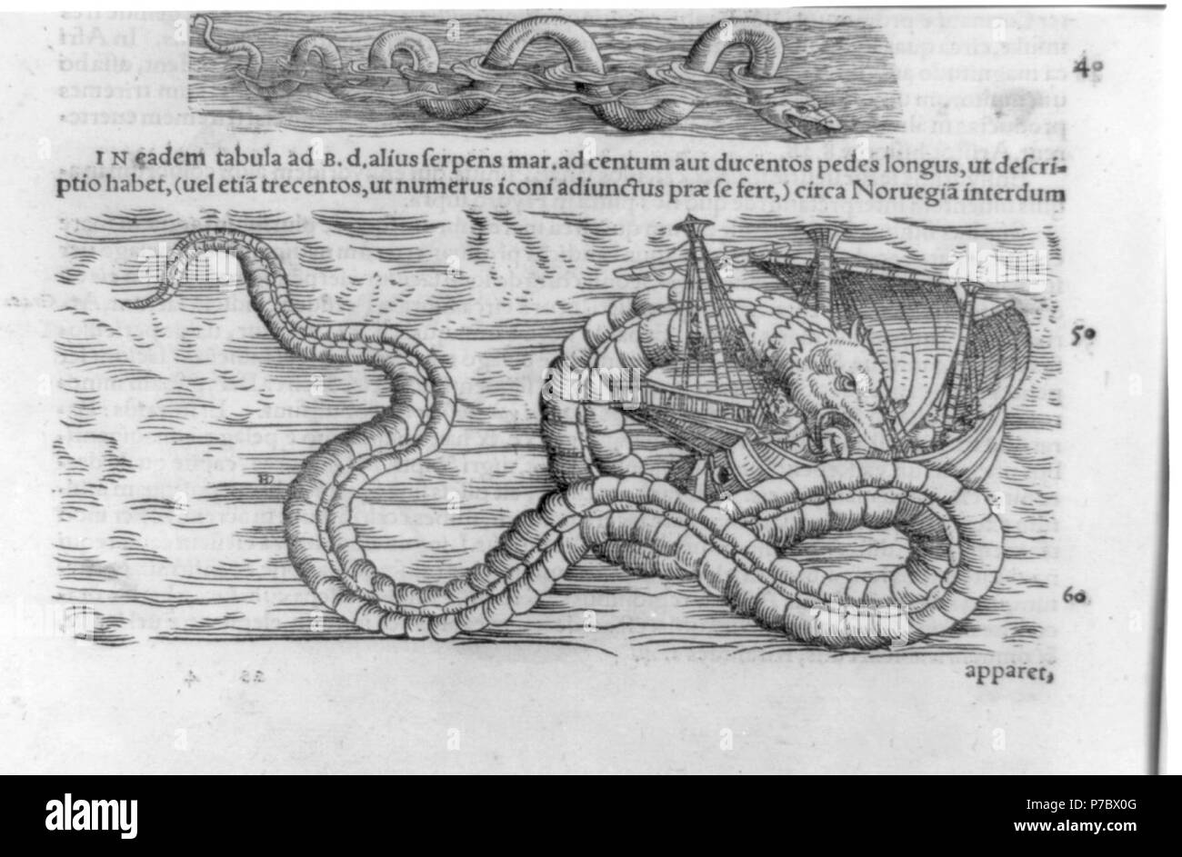 Sea serpents hi-res stock photography and images - Alamy