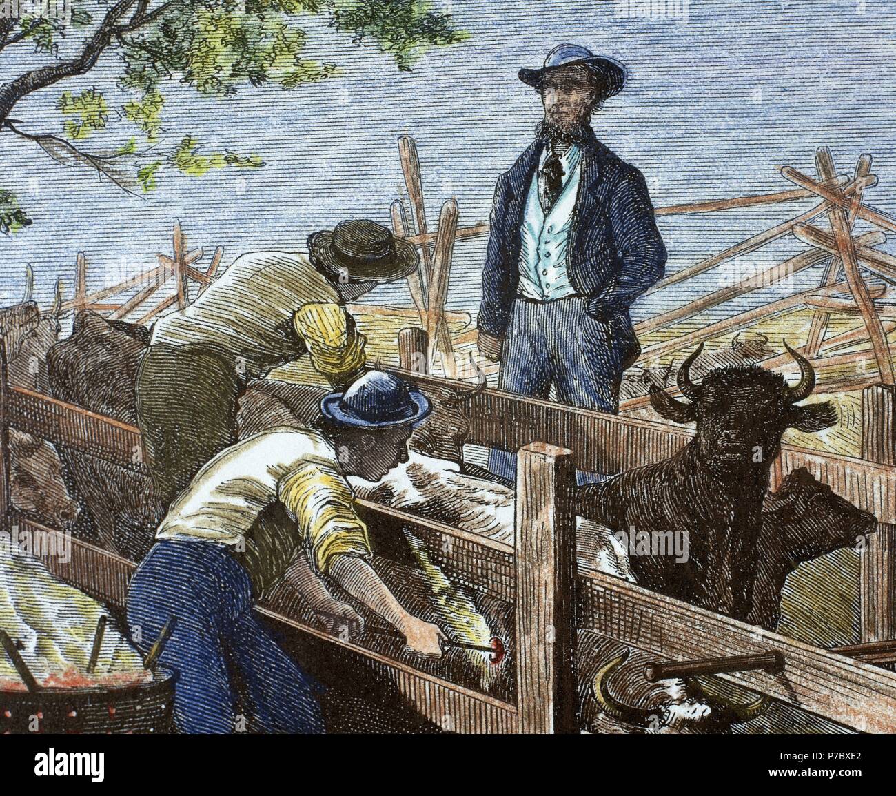 The United States. 19th century. Ranchers brand the cows with a red-hot ...