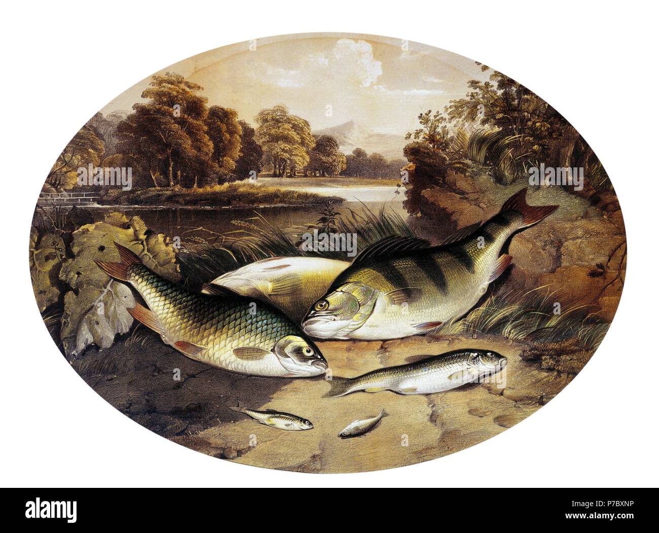 Trucha de rio americana. Museum: FREE LIBRARY PHILADELPH USA Stock ...