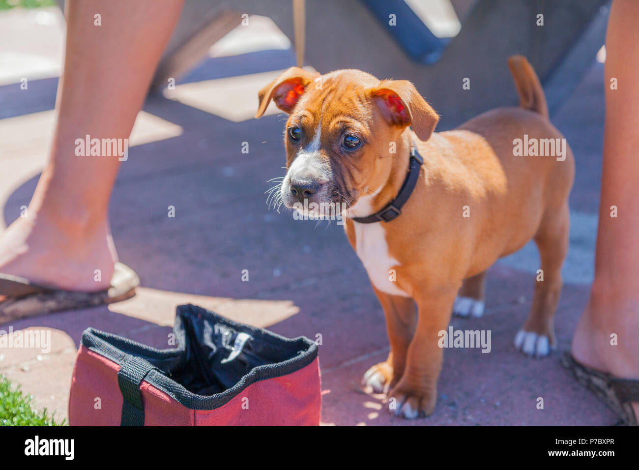 Little Puppy Taking A Break Stock Photo - Alamy
