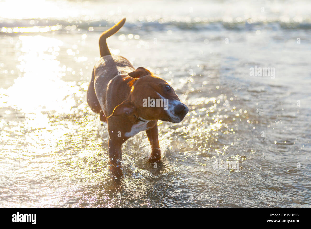 Cute Puppy Shaking Off After a Swim in the Ocean Stock Photo - Alamy