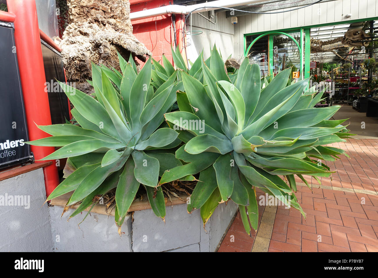 Huge agave hi-res stock photography and images - Alamy
