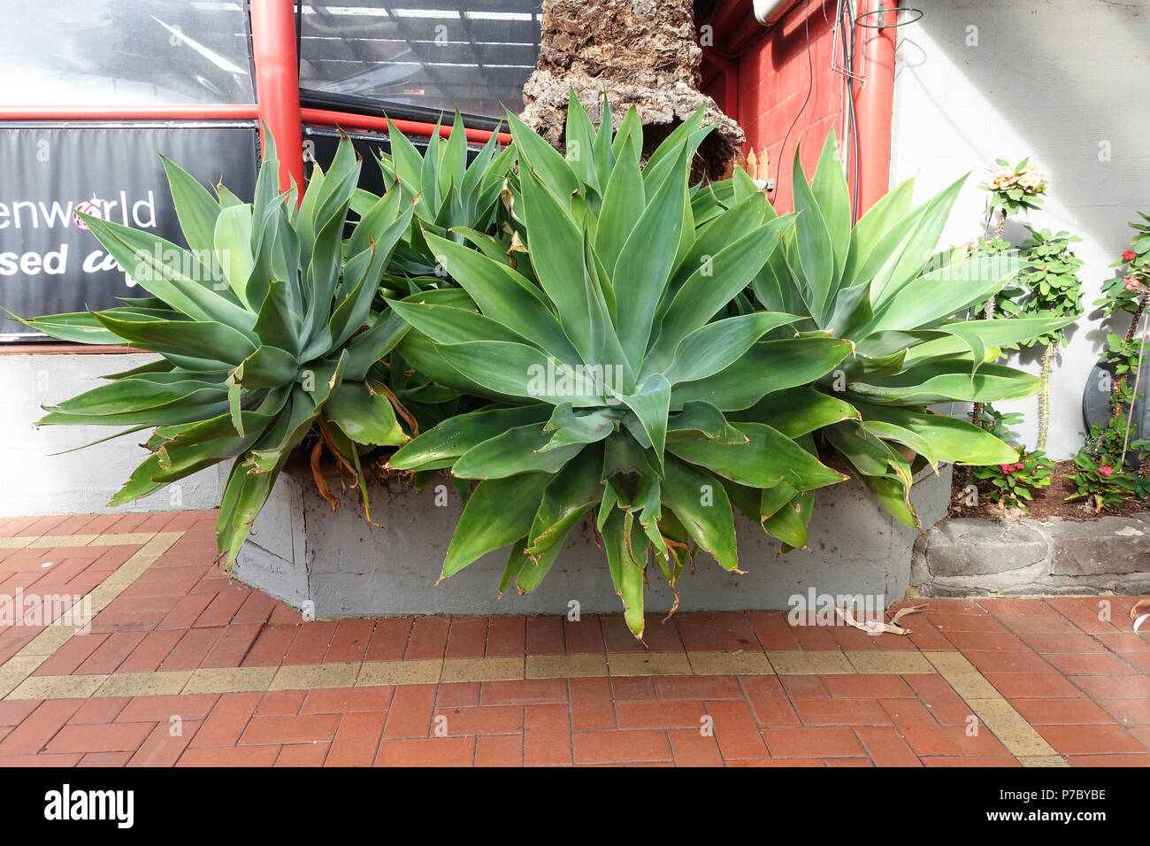 Large Agave attenuata Nova or known as Blue form Agave Stock Photo - Alamy
