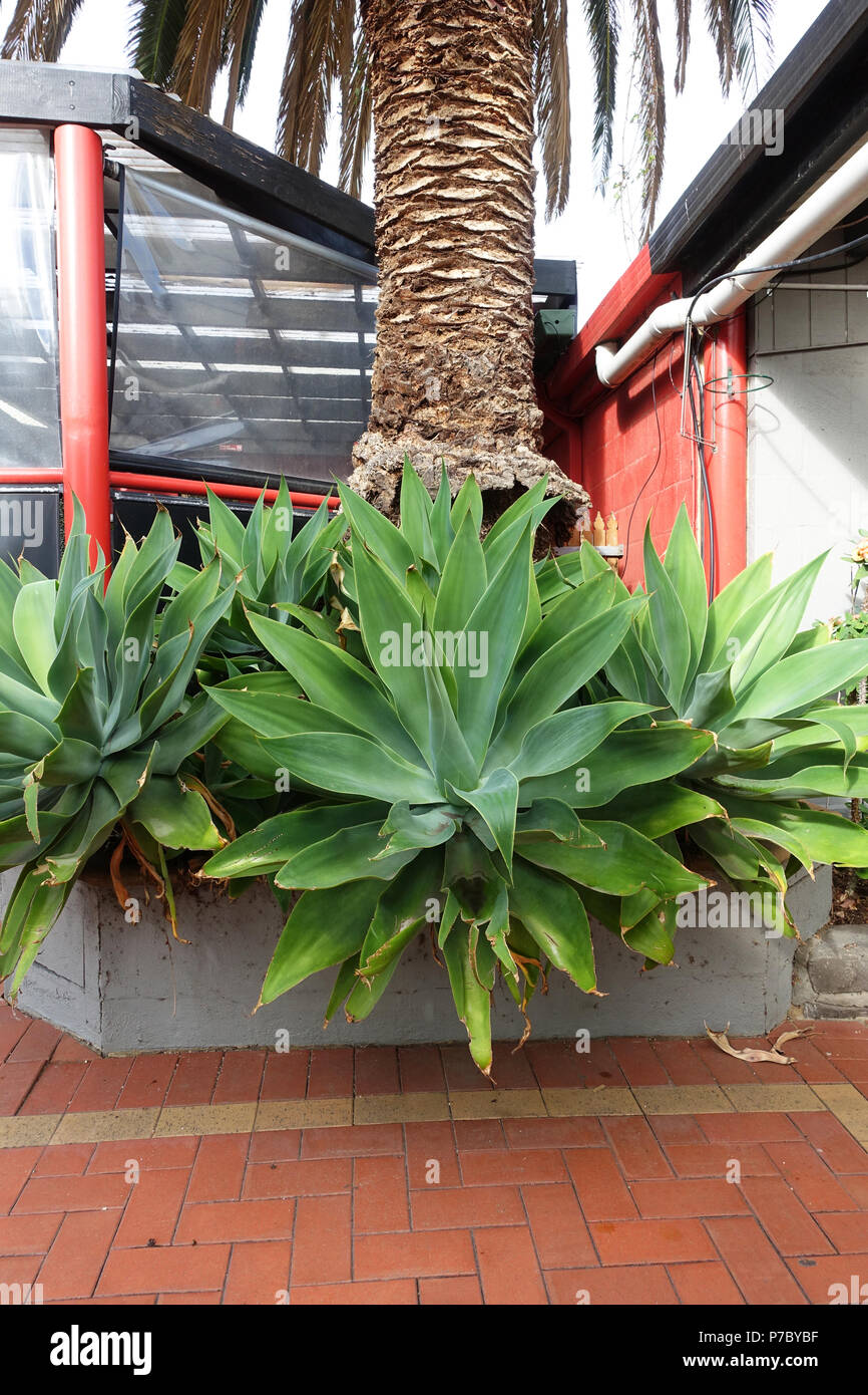 Large Agave attenuata Nova or known as Blue form Agave Stock Photo - Alamy