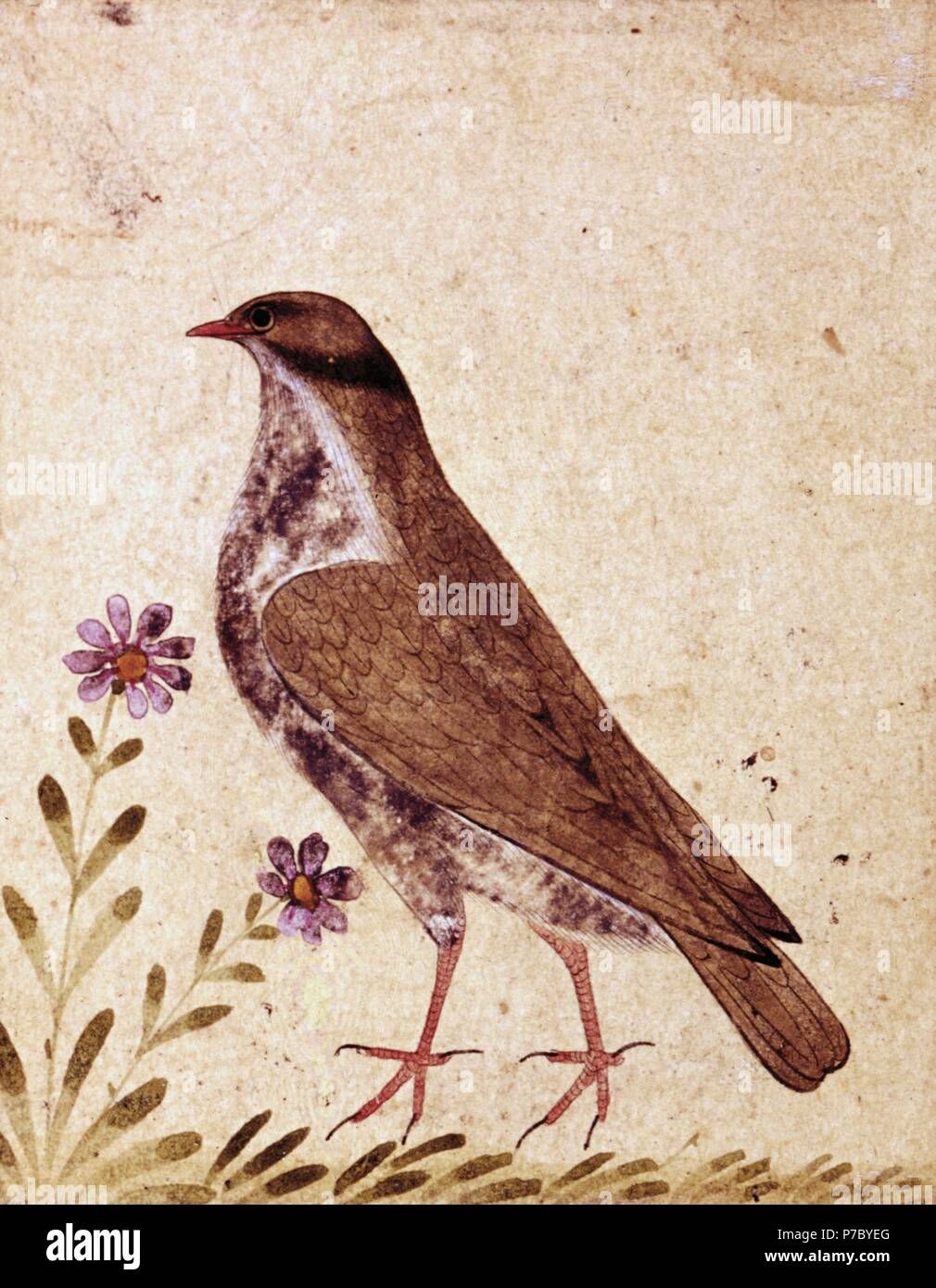 Pájaro marron hi-res stock photography and images - Alamy