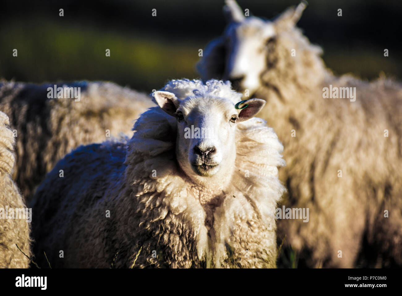 Sheep before shearing hi-res stock photography and images - Alamy