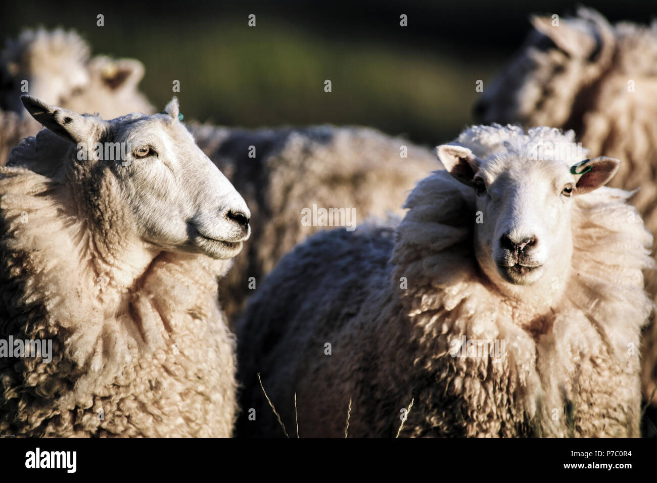 Sheep before shearing hi-res stock photography and images - Alamy