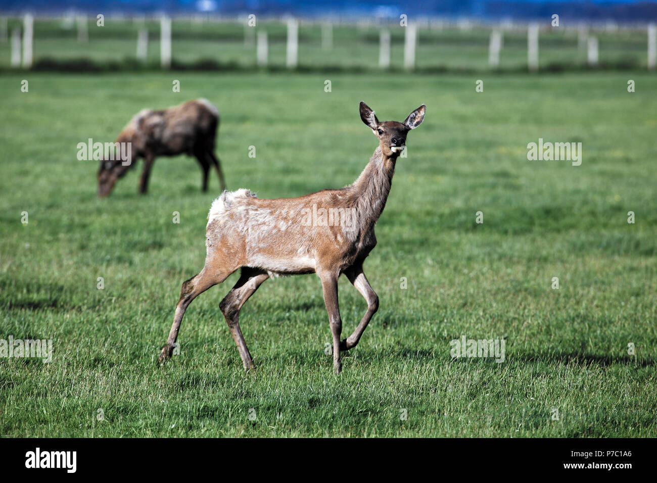 Venison island hi-res stock photography and images - Alamy