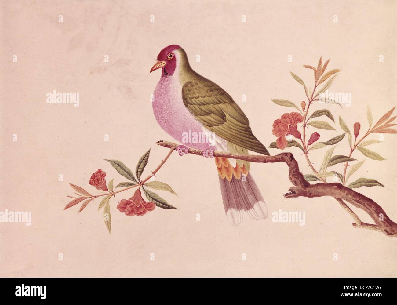 Animal rechoncho hi-res stock photography and images - Alamy