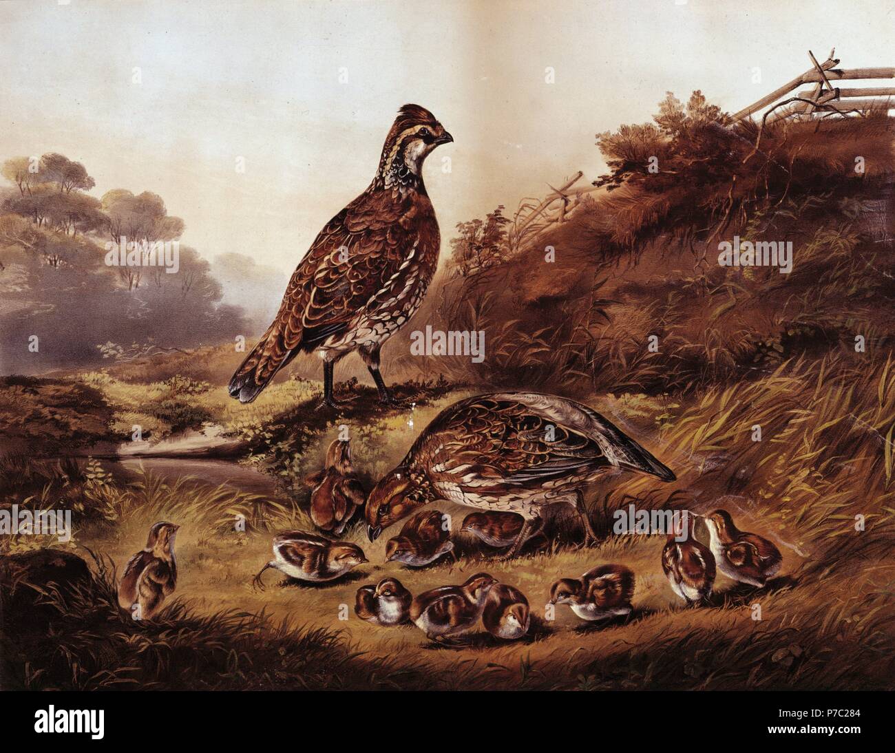 Familia de codornices hi-res stock photography and images - Alamy