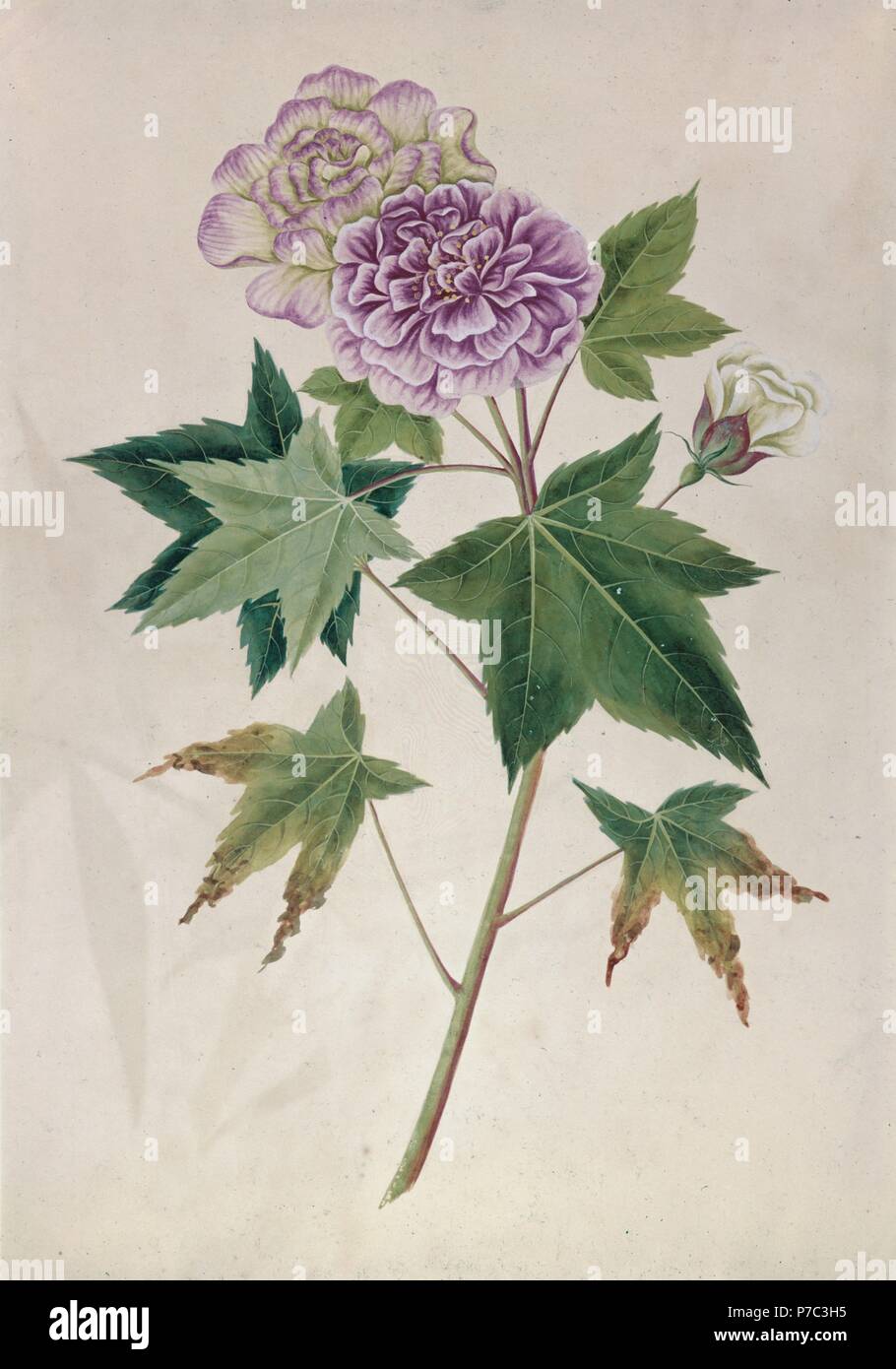 Tallo con flores hi-res stock photography and images - Alamy