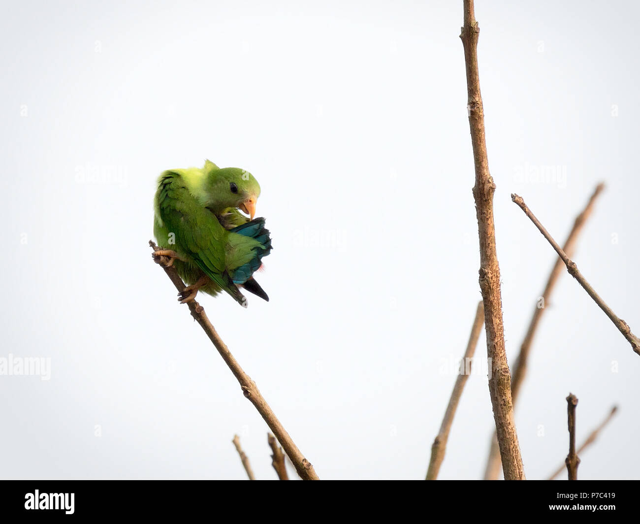 vernal hanging parrot - Loriculus vernalis in Chikmangalur area of ...