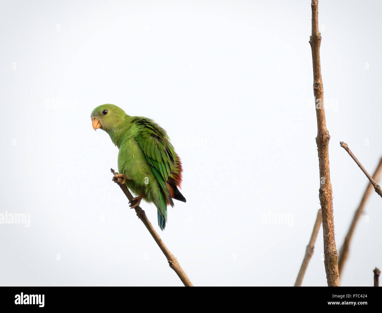 vernal hanging parrot - Loriculus vernalis in Chikmangalur area of ...