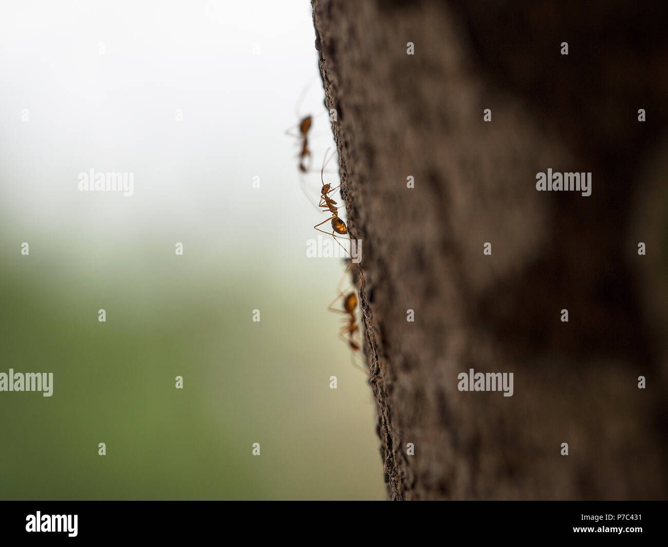Fire ants on a tree with background blur showing details of ants in ...