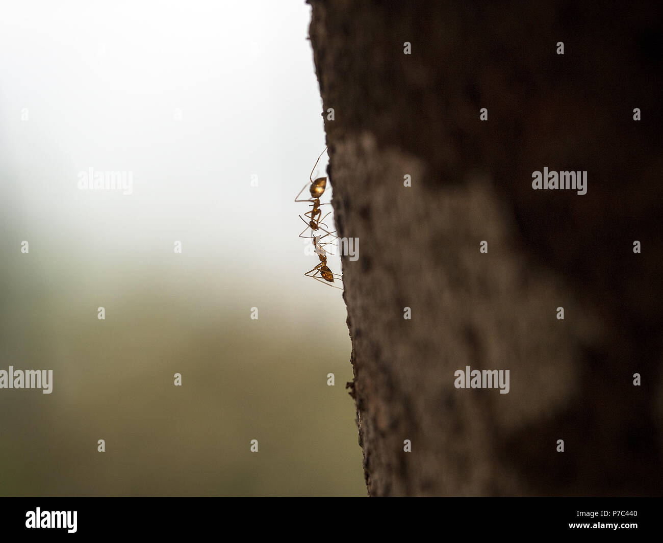 Fire ants on a tree with background blur showing details of ants in ...