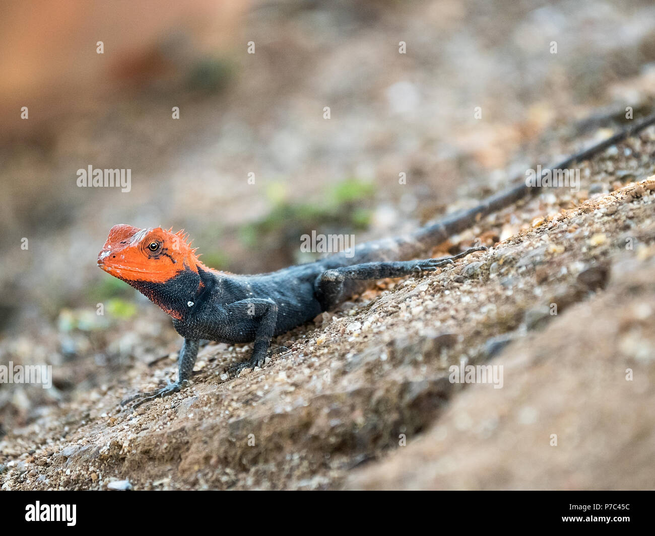 Indian Lizard High Resolution Stock Photography and Images - Alamy
