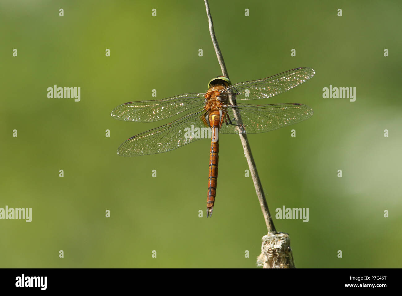 A beautiful Norfolk Hawker Dragonfly (Anaciaeschna isoceles) perching ...