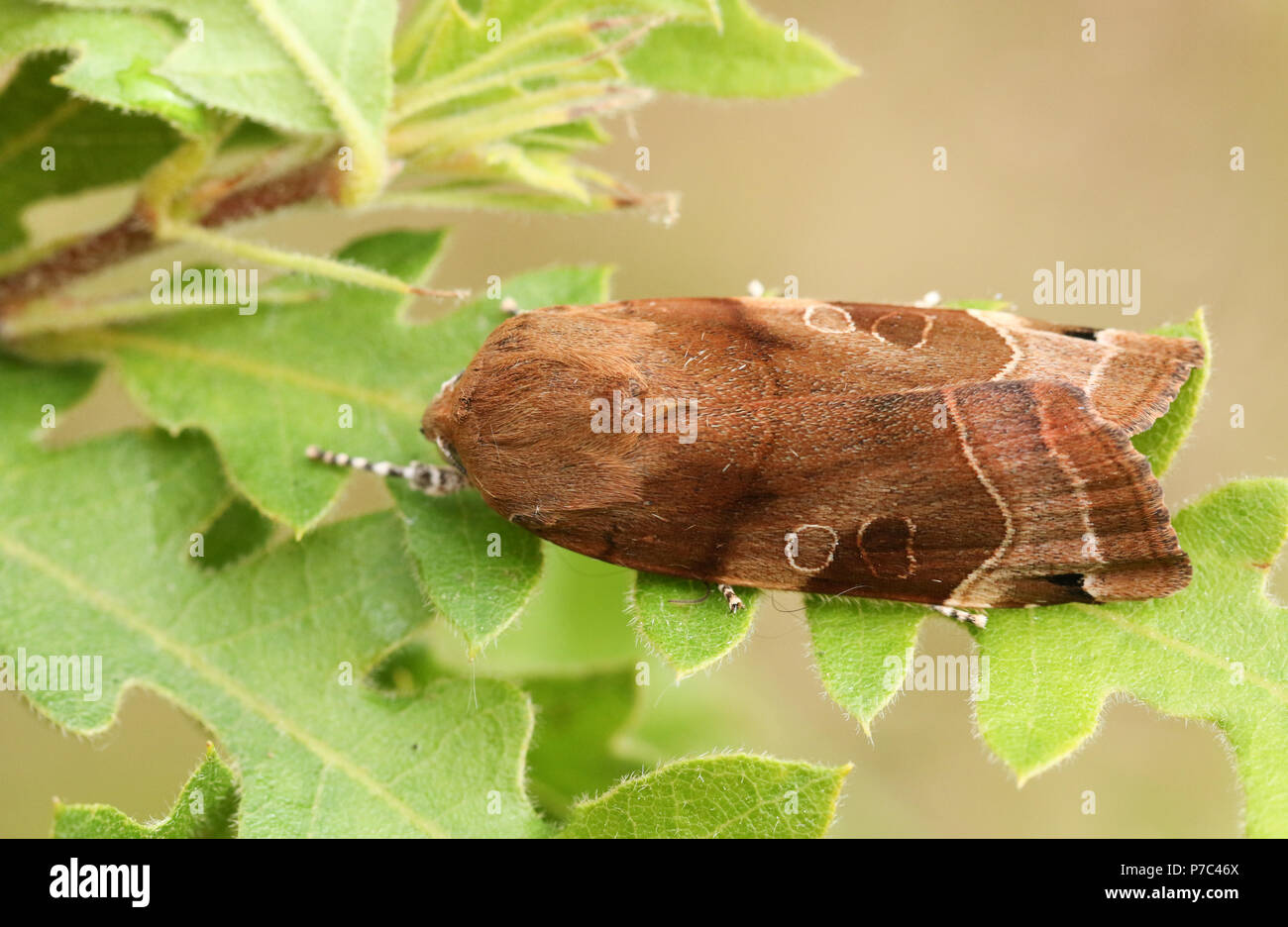 A pretty Broad-bordered Yellow Underwing Moth (Noctua fimbriata ...