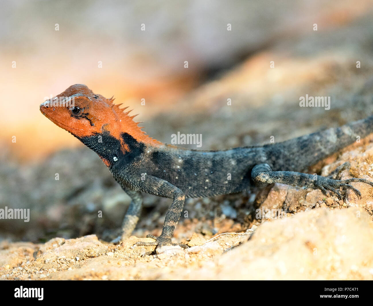 India lizard hi-res stock photography and images - Alamy