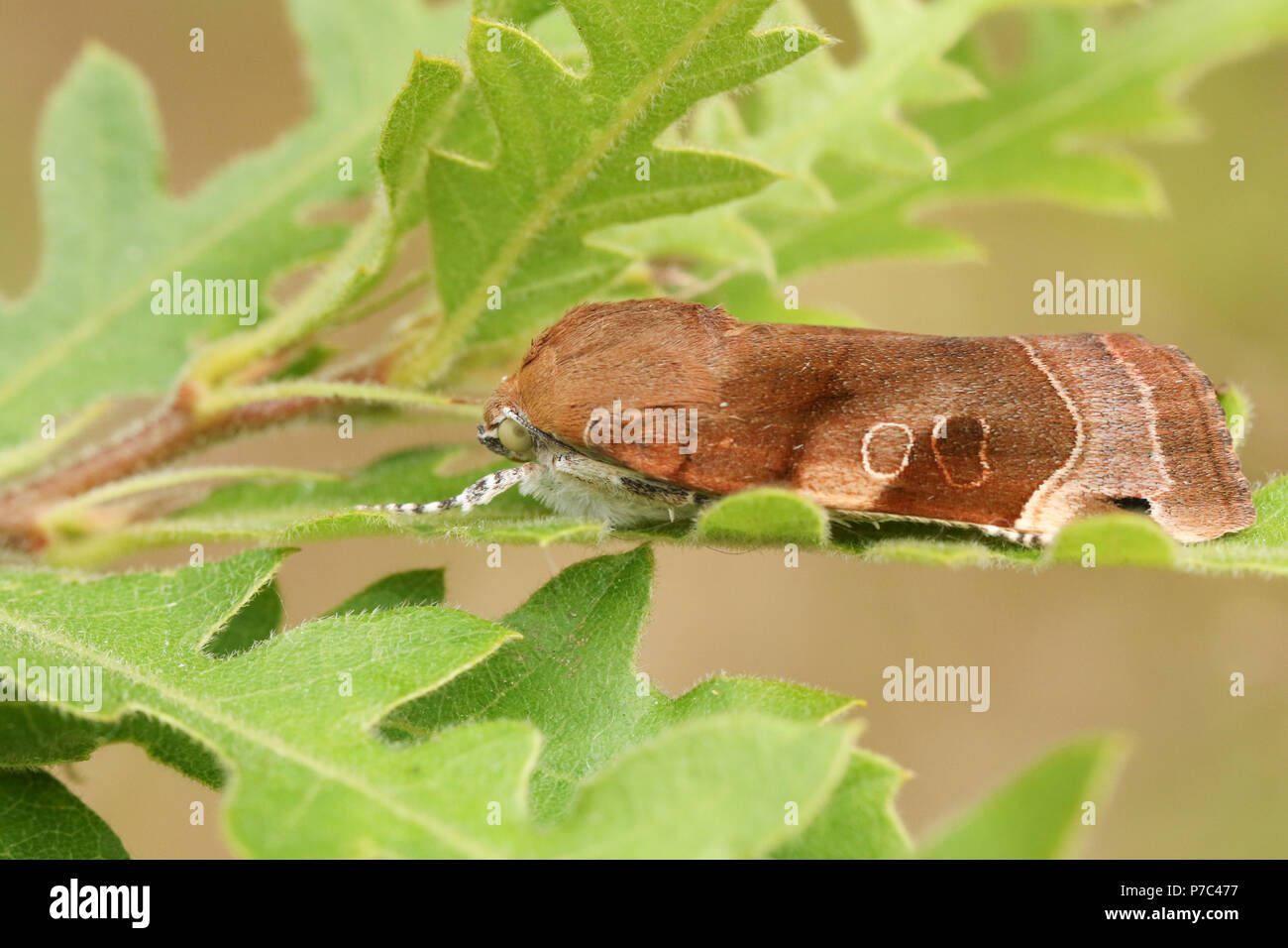 Mpths hi-res stock photography and images - Alamy