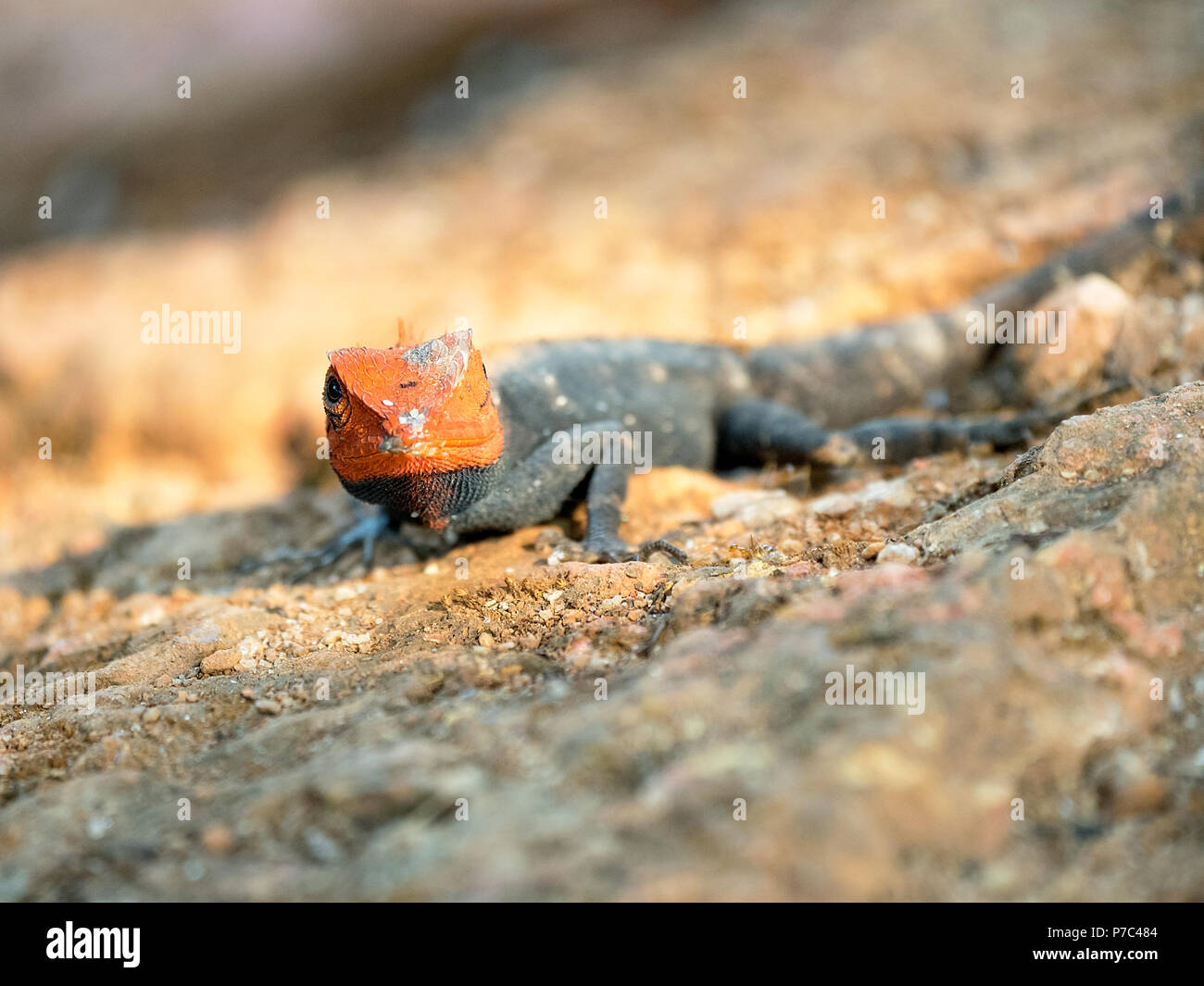 Orange and black lizard hi-res stock photography and images - Alamy