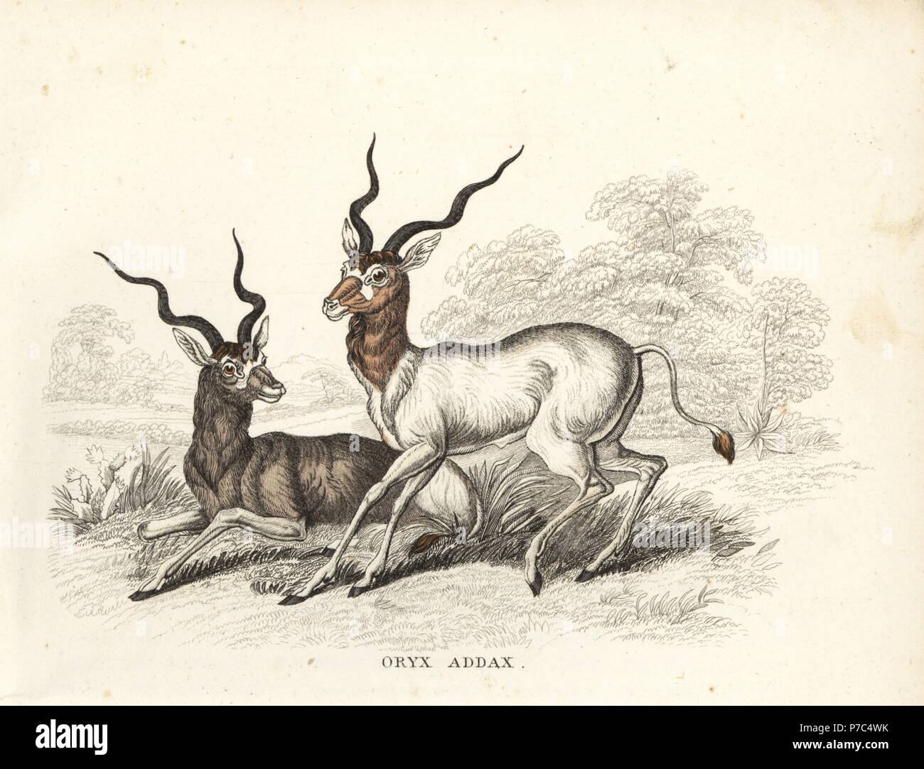 Addax or screwhorn antelope, Addax nasomaculatus (Oryx addax ...