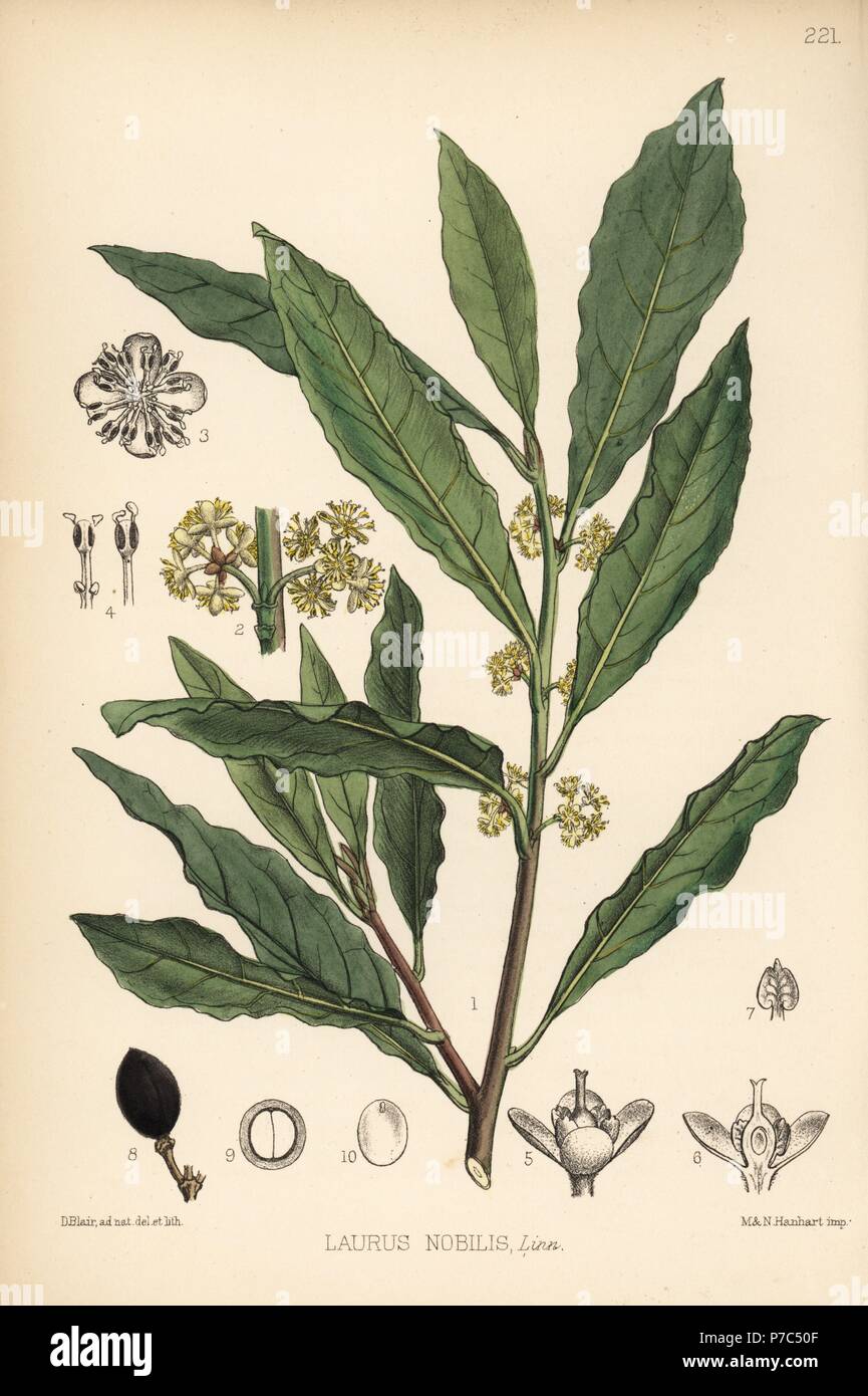 árbol laurel hi-res stock photography and images - Alamy