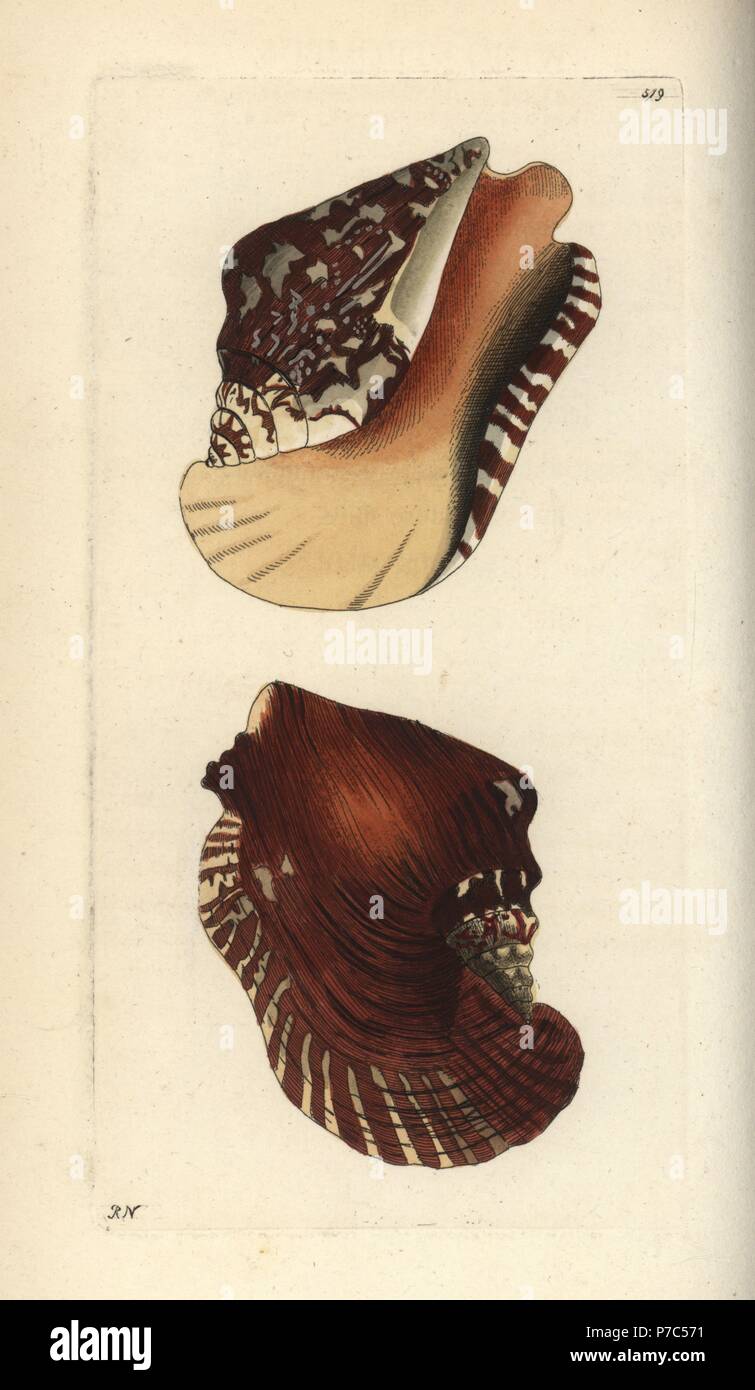 Widest pacific conch, Sinustrombus latissimus (Wing strombus, Strombus ...