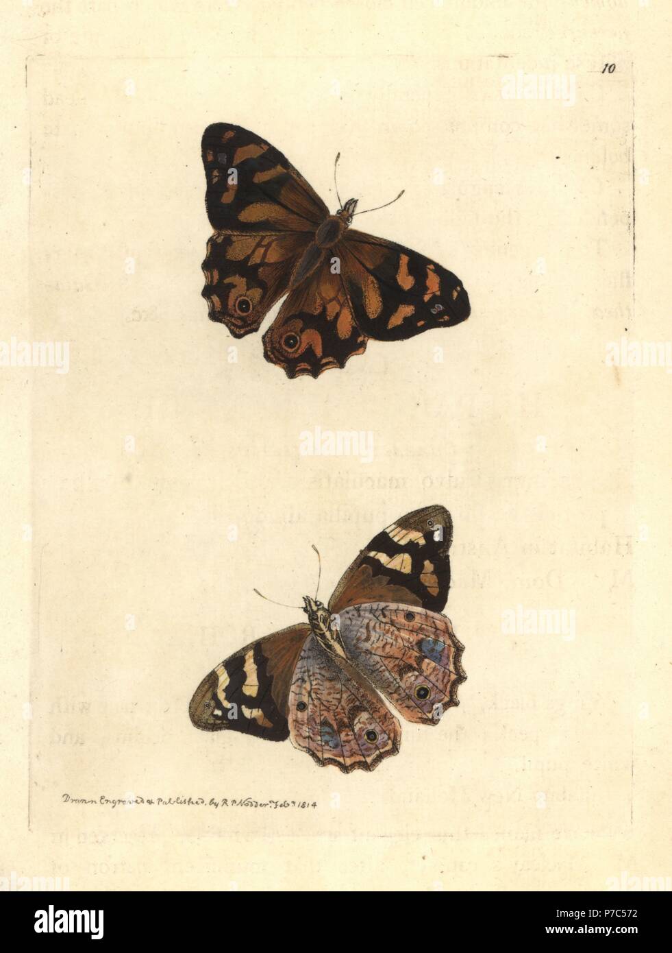 Banks brown butterfly hi-res stock photography and images - Alamy