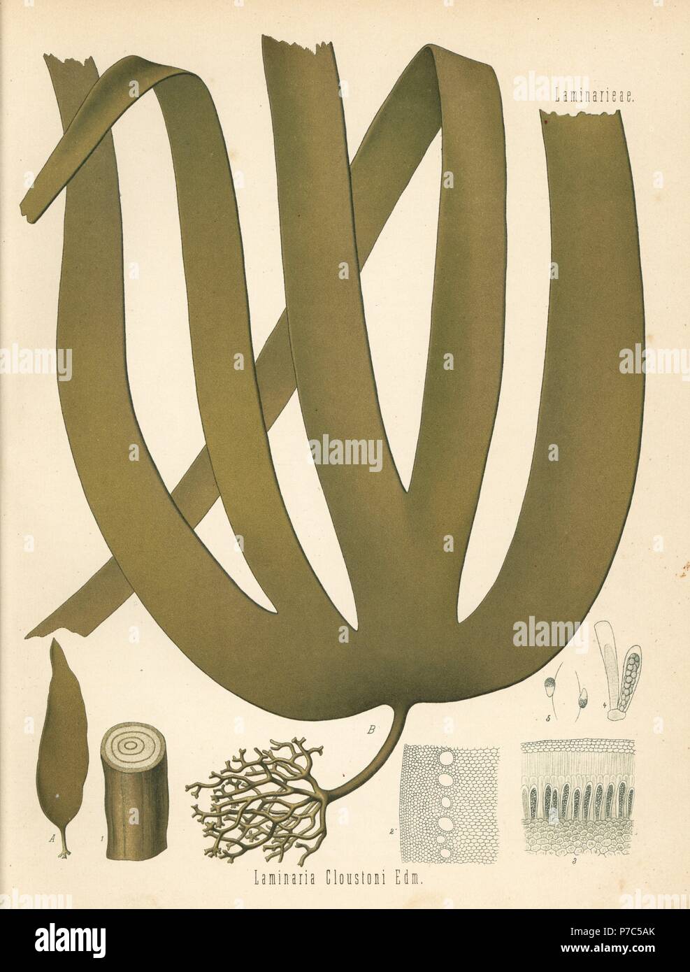 Tangle or cuvie kelp, Laminaria hyperborea (Laminaria cloustonii ...