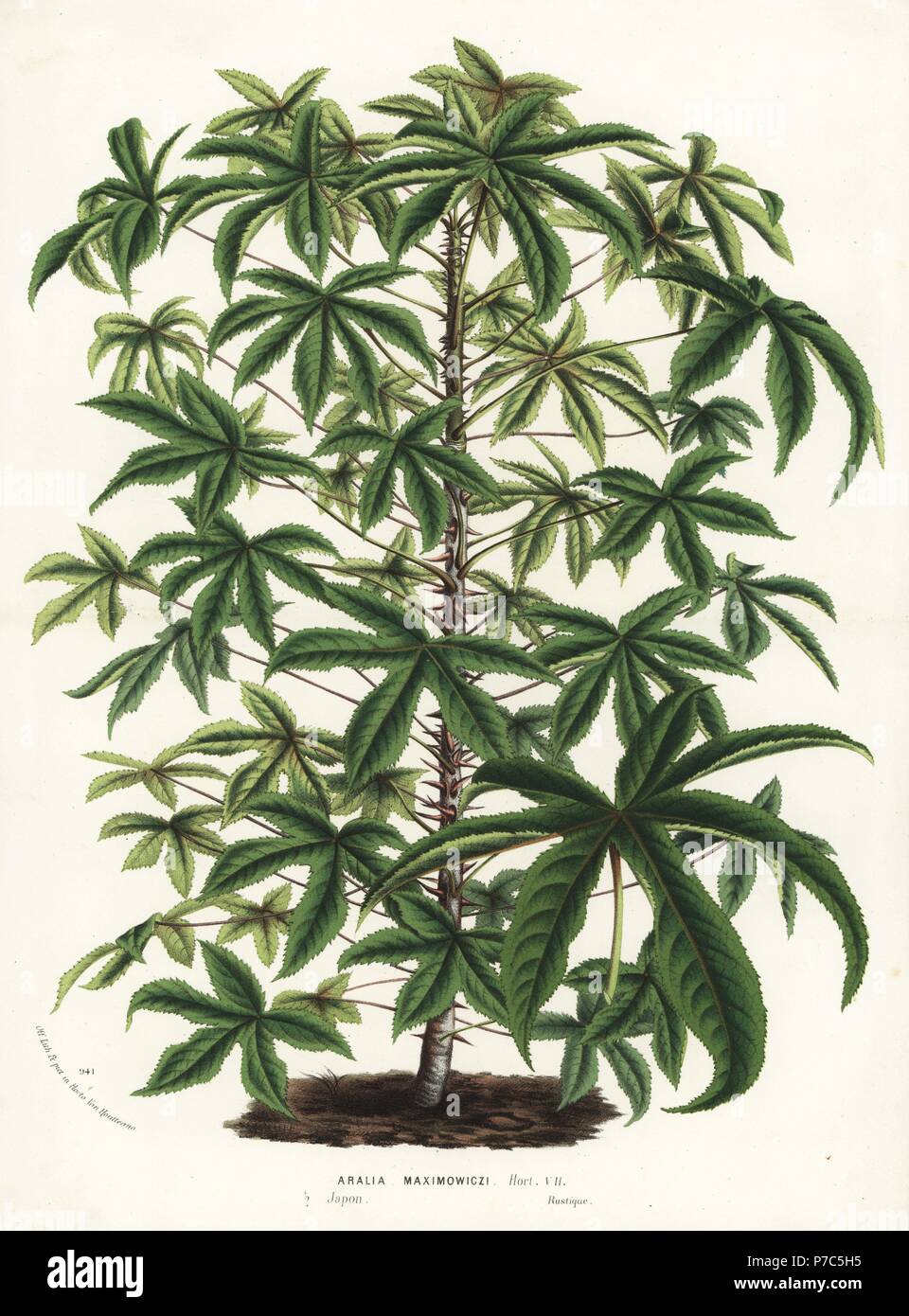 Oil tree hi-res stock photography and images - Alamy