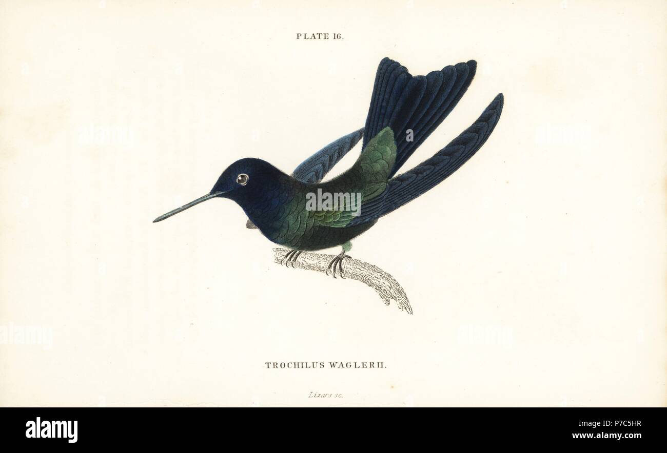 Blue headed woodnymph hi-res stock photography and images - Alamy