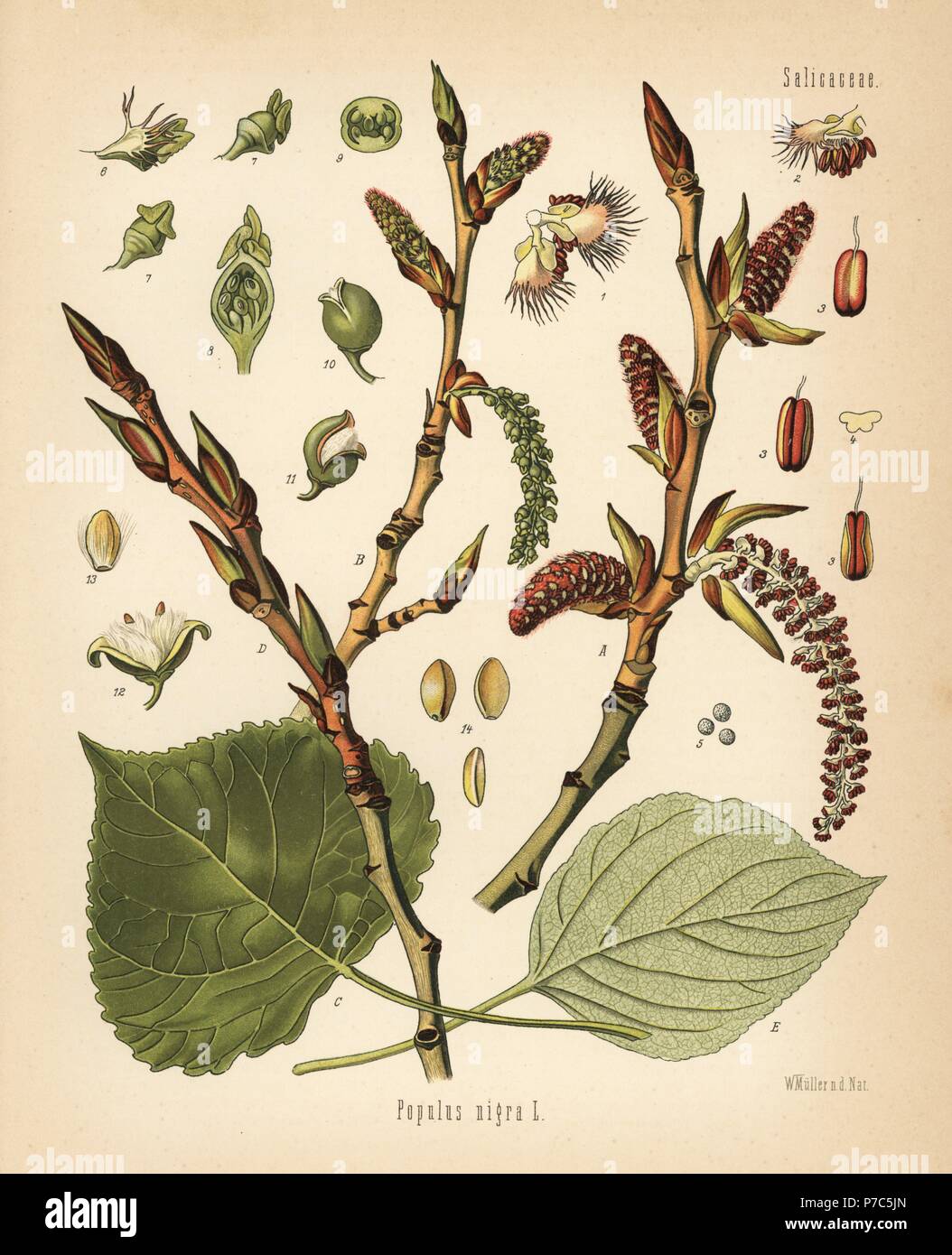 Black poplar tree, Populus nigra. Chromolithograph after a botanical ...