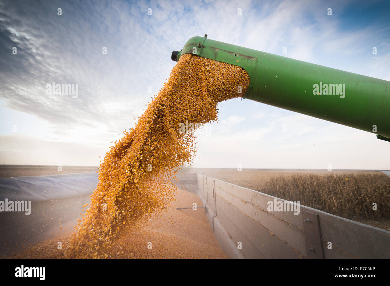 Pouring corn grain into tractor trailer after harvest Stock Photo - Alamy