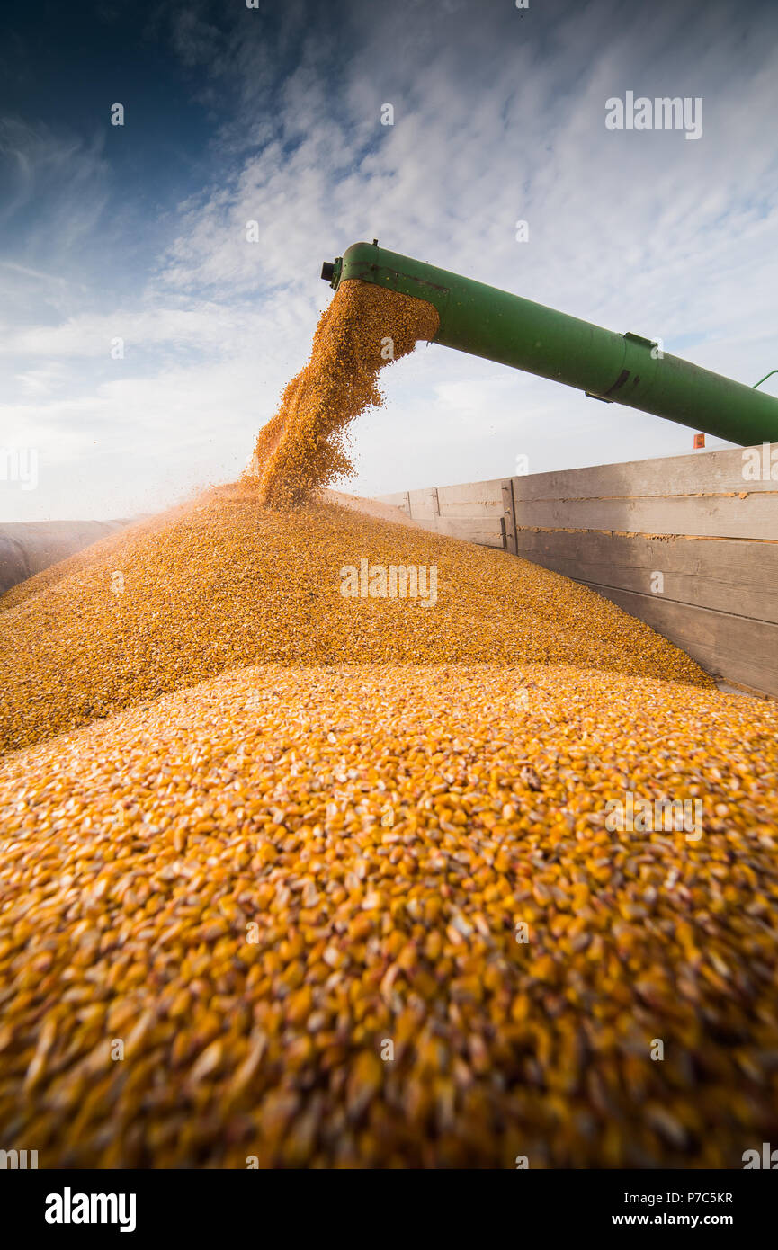 Pouring corn grain into tractor trailer after harvest Stock Photo - Alamy