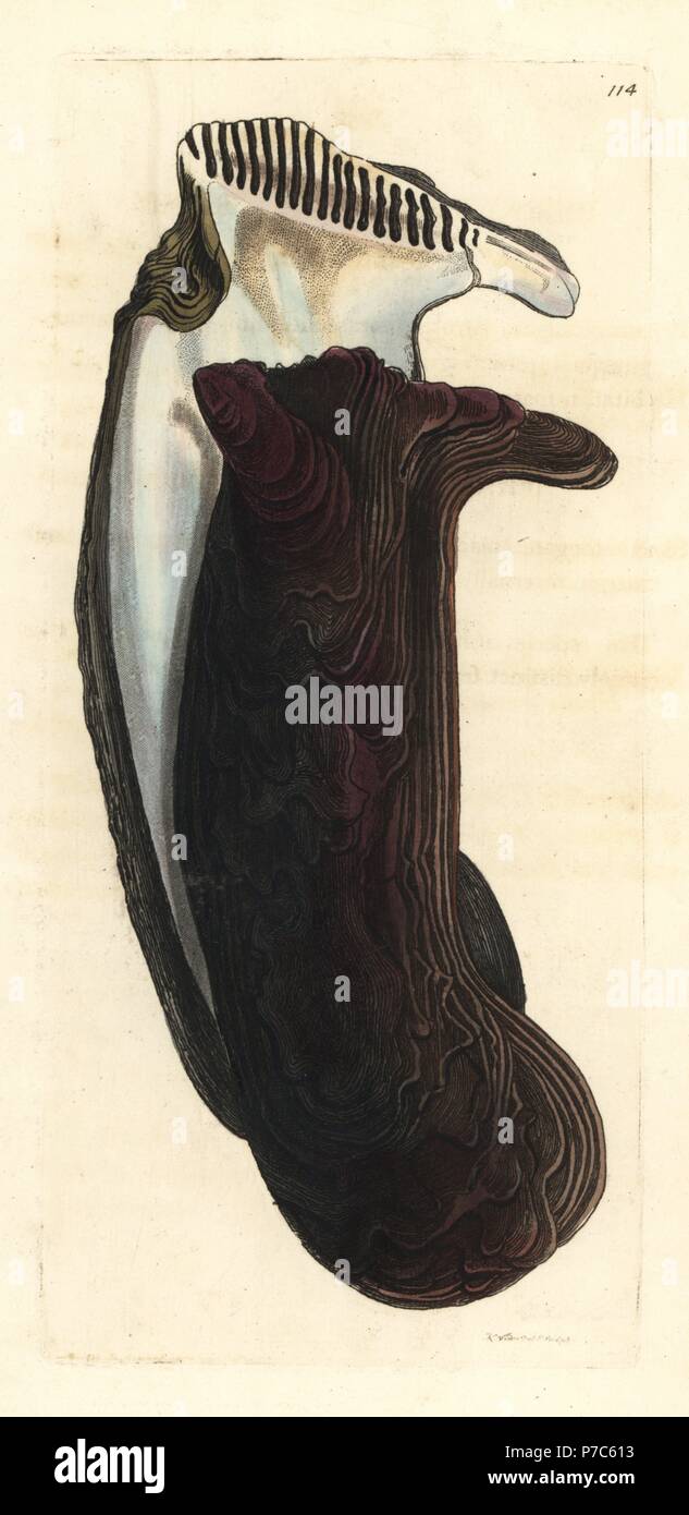 Tree oyster, Isognomon isognomum (Tranquebar perna, Perna ...