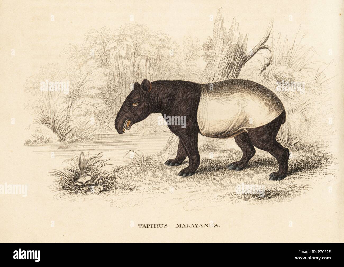 Malayan tapir, Tapirus indicus. Endangered. (Malay tapir, Tapirus ...