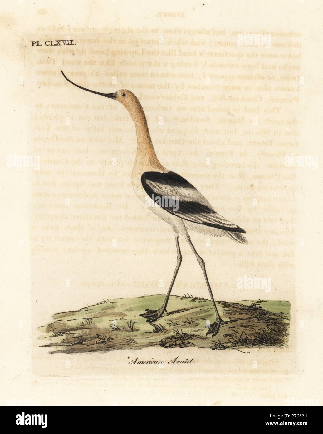 American avocet, Recurvirostra americana. Handcoloured copperplate ...