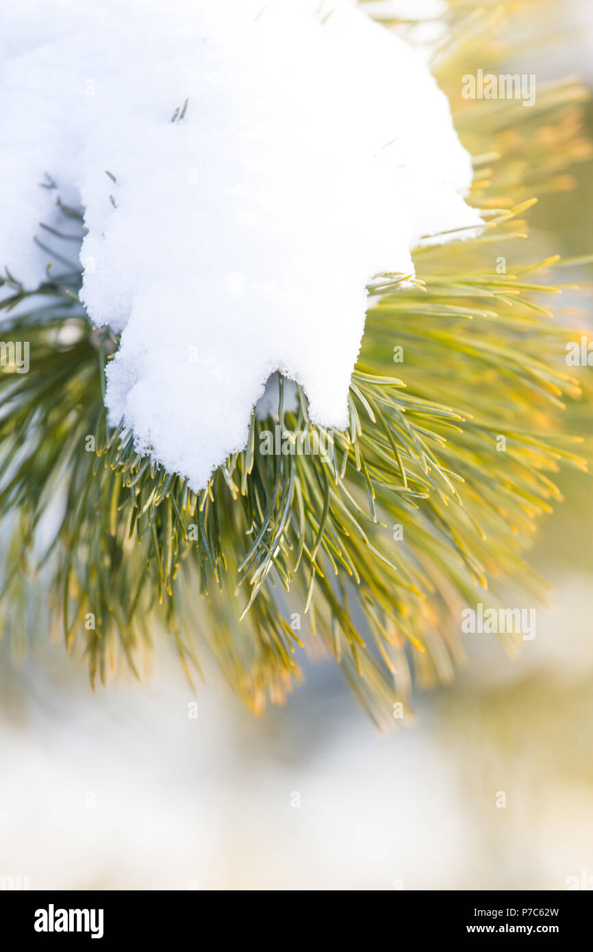 Frozen pine bough hi-res stock photography and images - Alamy