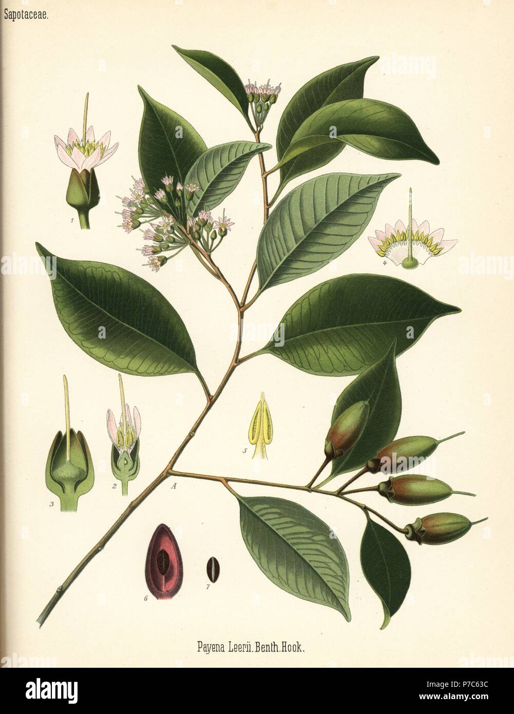 Gutta percha tree, Payena leerii. Chromolithograph after a botanical ...