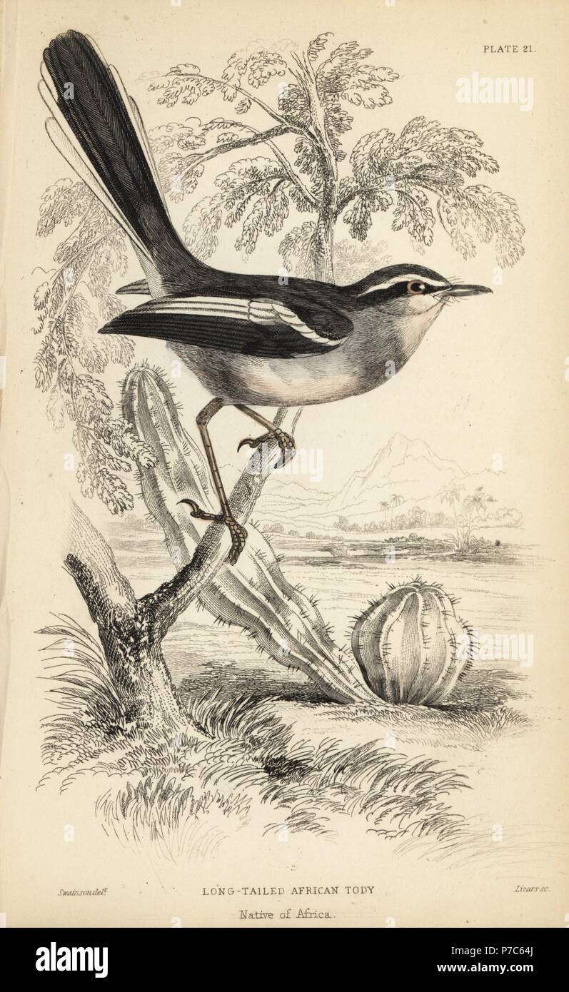 Fairy flycatcher or fairy warbler, Stenostira scita (Long-tailed ...