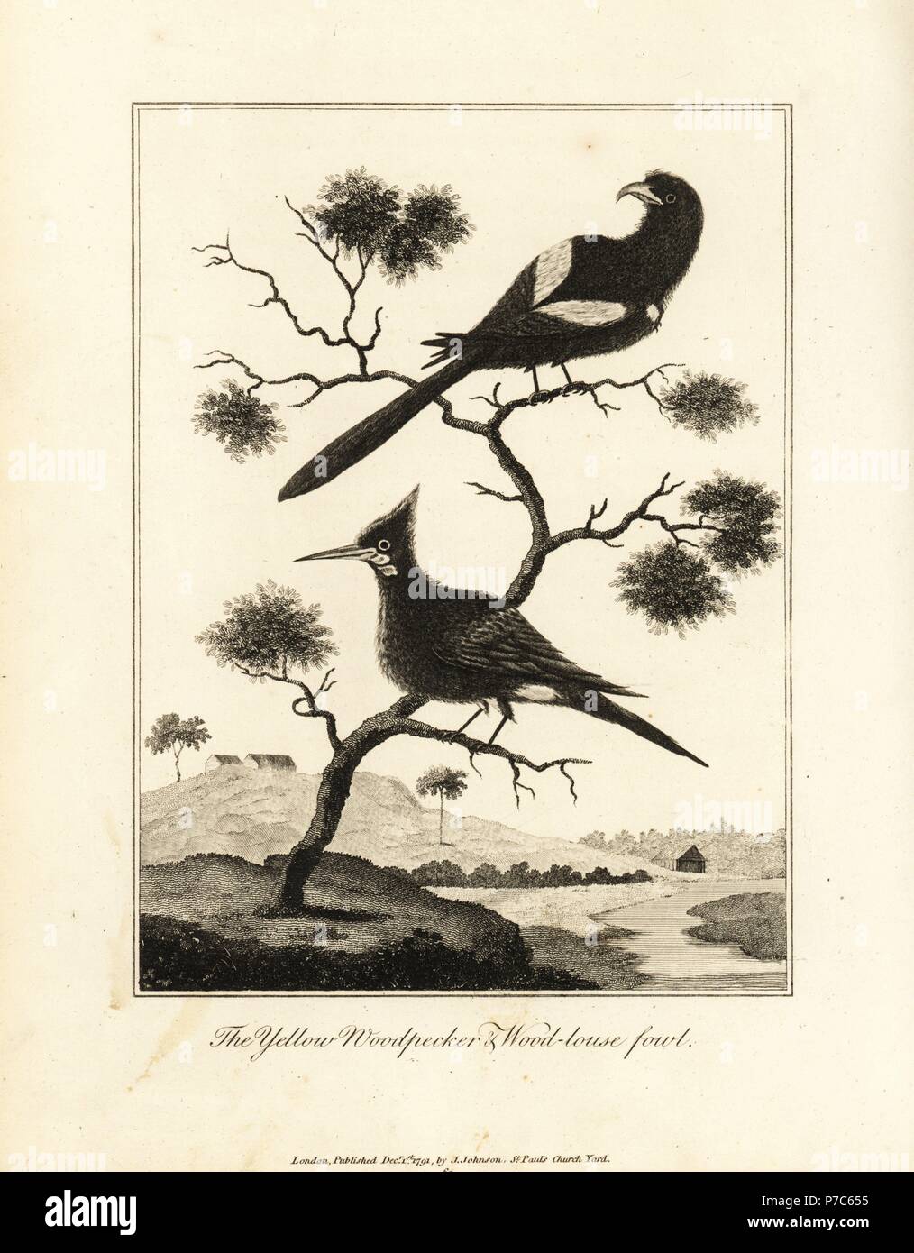 Chestnut woodpecker celeus elegans hi-res stock photography and images ...